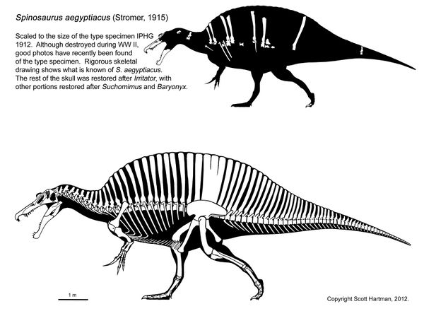 Spinosaurus – Encyklopedia Dinozaury.com