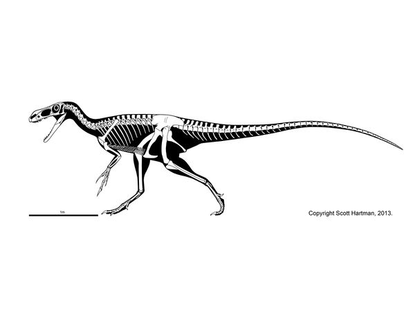 Stokesosaurus – Encyklopedia Dinozaury.com