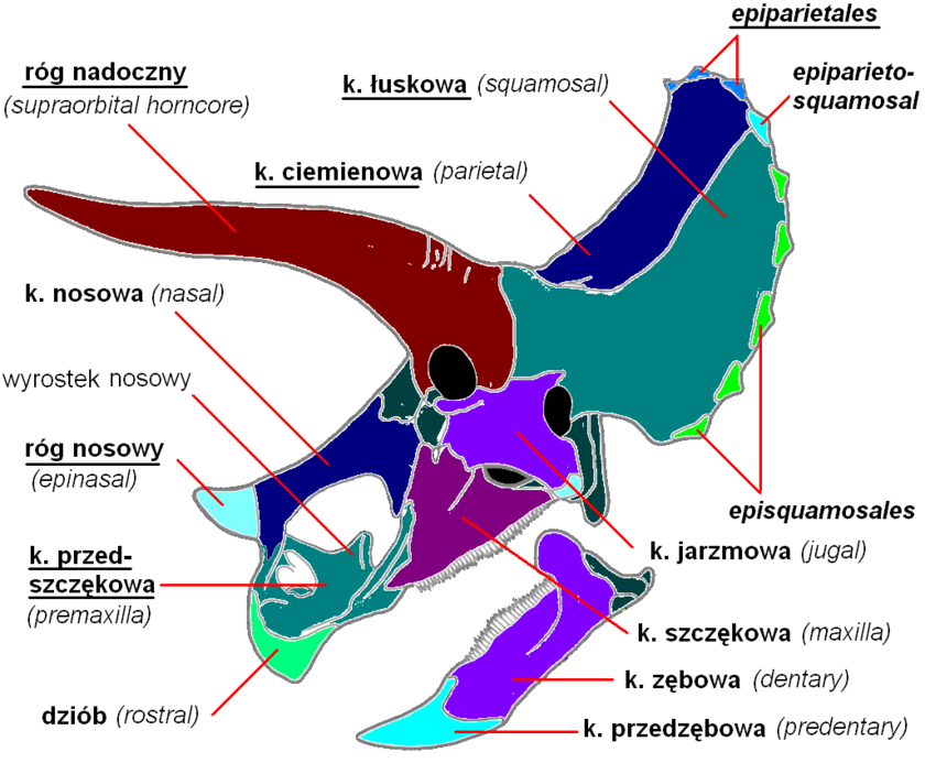 Triceratops – Encyklopedia Dinozaury.com