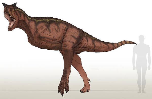 Carnotaurus – Encyklopedia Dinozaury.com