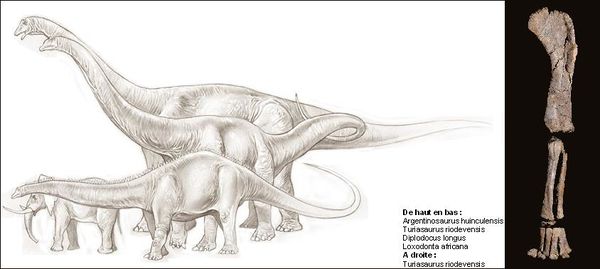 Turiasaurus – Encyklopedia Dinozaury.com