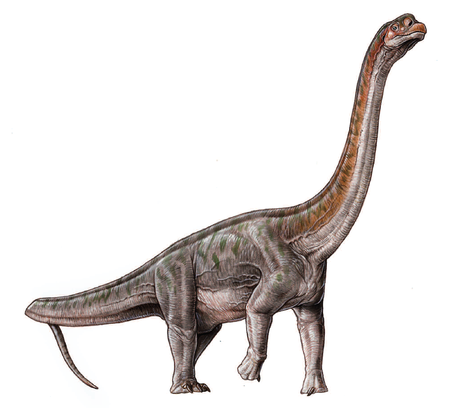 Chubutisaurus – Encyklopedia Dinozaury.com
