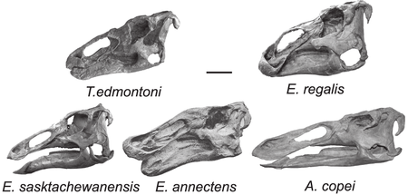 Edmontosaurus – Encyklopedia Dinozaury.com