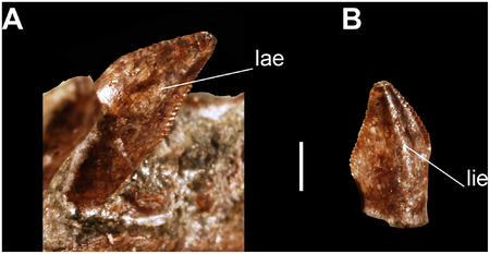 Panphagia – Encyklopedia Dinozaury.com