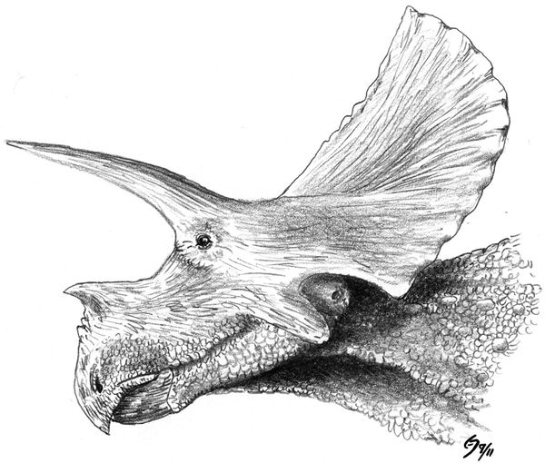 Triceratops – Encyklopedia Dinozaury.com