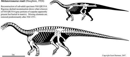 Melanorosaurus – Encyklopedia Dinozaury.com