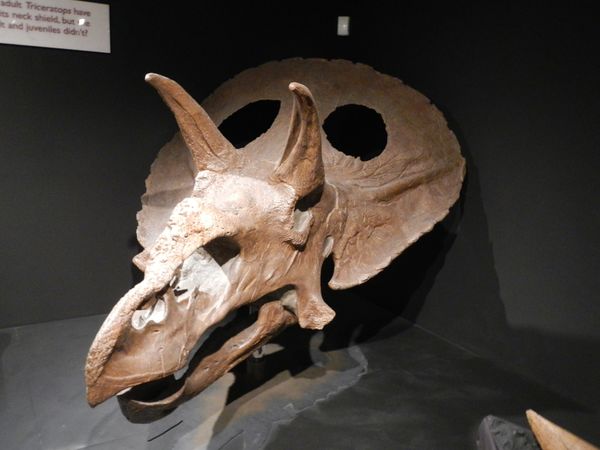 Torosaurus – Encyklopedia Dinozaury.com