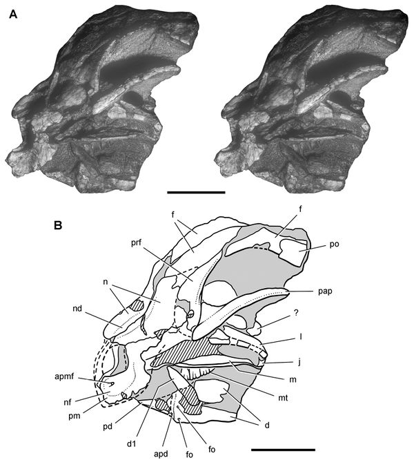 Heterodontosaurus – Encyklopedia Dinozaury.com