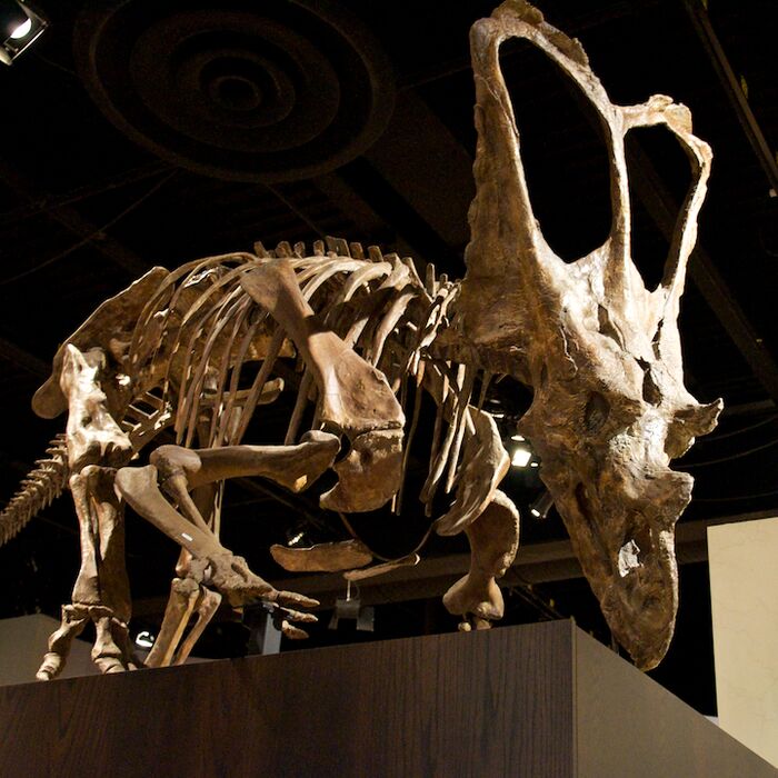 Chasmosaurus – Encyklopedia Dinozaury.com