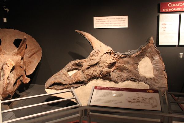 Torosaurus – Encyklopedia Dinozaury.com