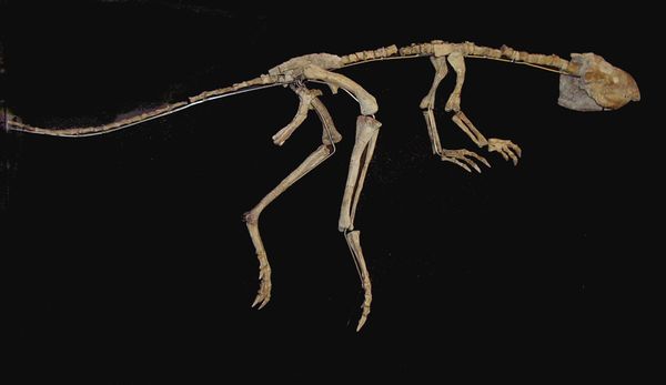 Jeholosaurus – Encyklopedia Dinozaury.com