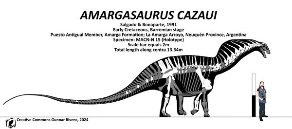 Amargasaurus – Encyklopedia Dinozaury.com