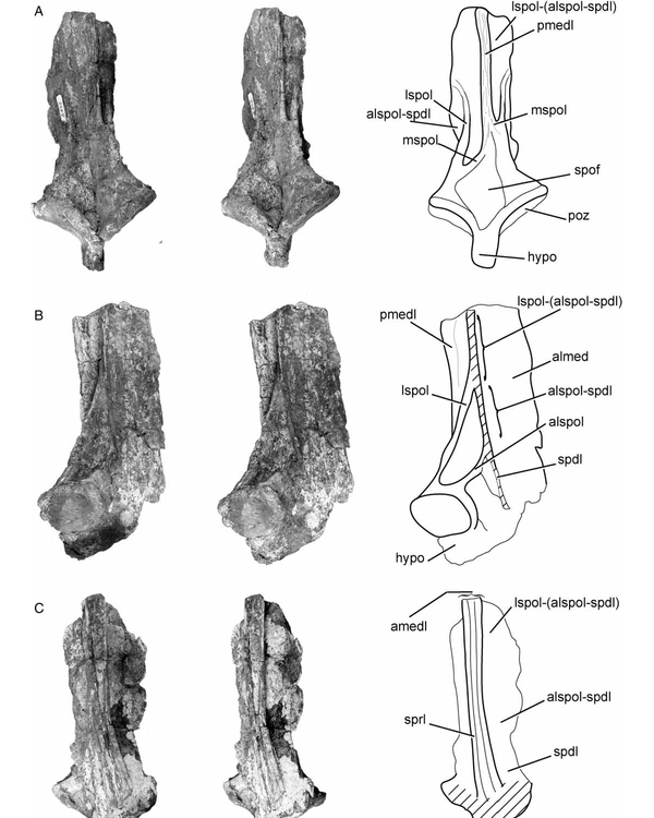 Comahuesaurus – Encyklopedia Dinozaury.com