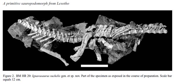 Ignavusaurus – Encyklopedia Dinozaury.com