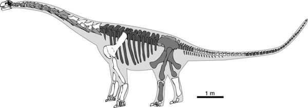 Phuwiangosaurus – Encyklopedia Dinozaury.com