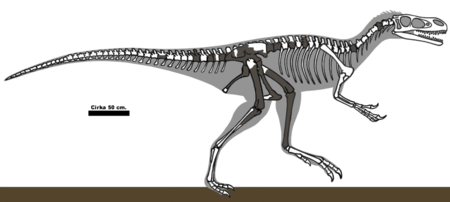 Tyrannosauroidea – Encyklopedia Dinozaury.com