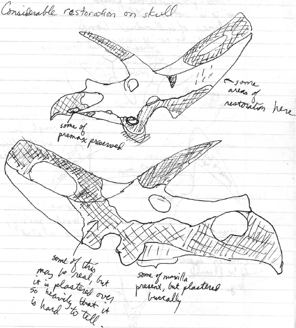 Torosaurus – Encyklopedia Dinozaury.com